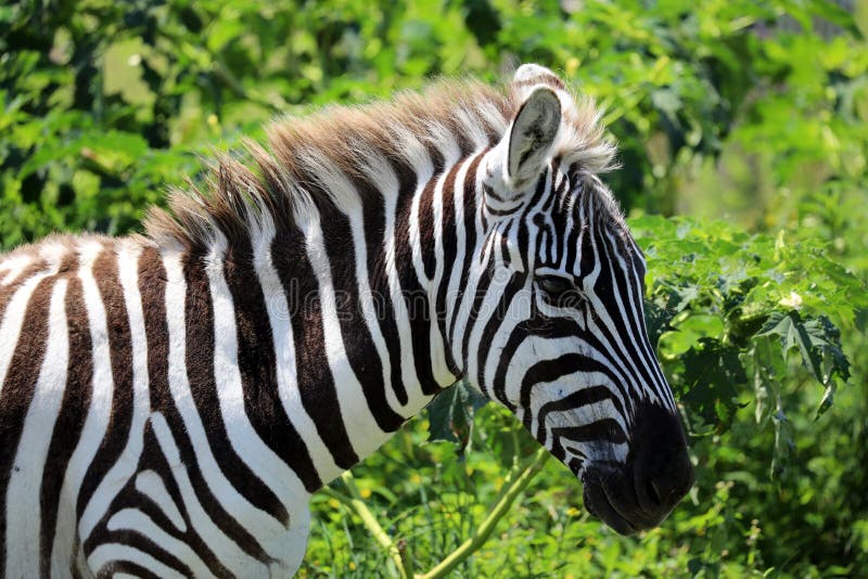 Zebra with horn stock photo. Image of horn, nature, mammal - 9876084