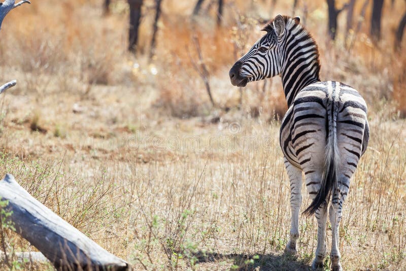 Zebra in a Meadow Covered in Trees and Dried Grass Under the Sunlight ...