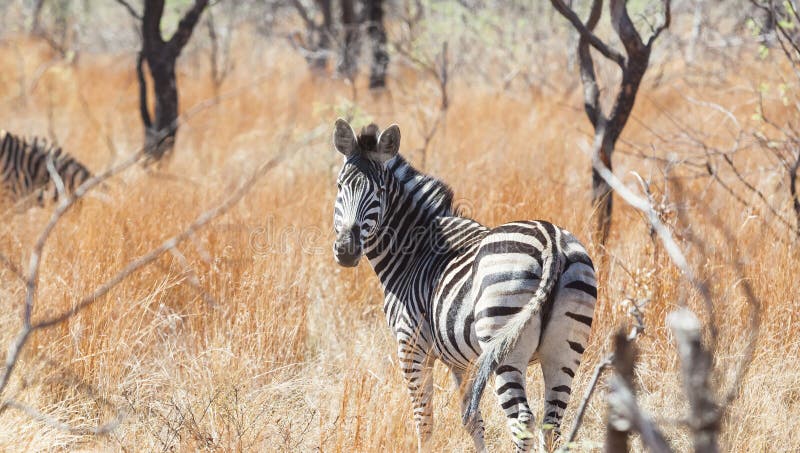 Zebra in a Meadow Covered in Trees and Dried Grass Under the Sunlight ...