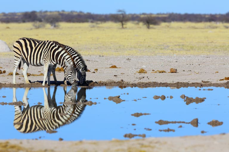 Zebra mirror image stock photo. Image of outdoor, daytime - 43323686