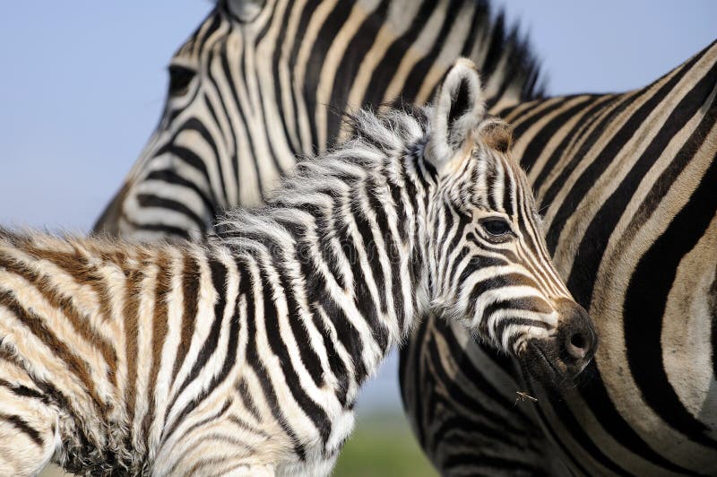 Zebra mom and baby stock photo. Image of mother, affection - 18133368