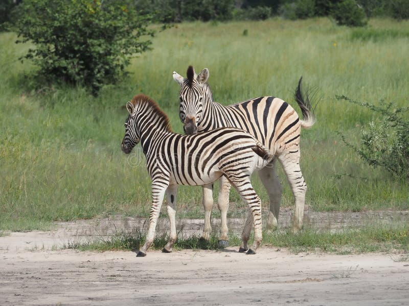 Zebra Mom and Colt in Botswana, Southern Africa Stock Photo - Image of ...