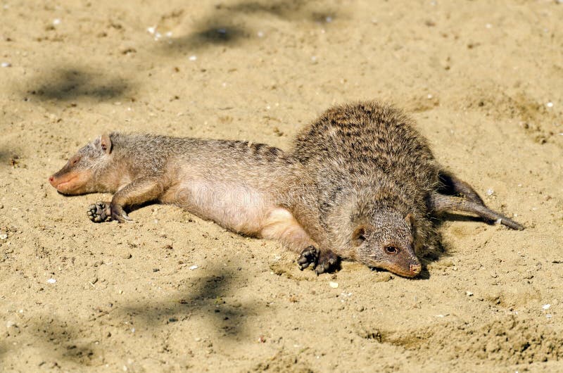 Zebra mongooses stock photo. Image of ground, animal - 91485596