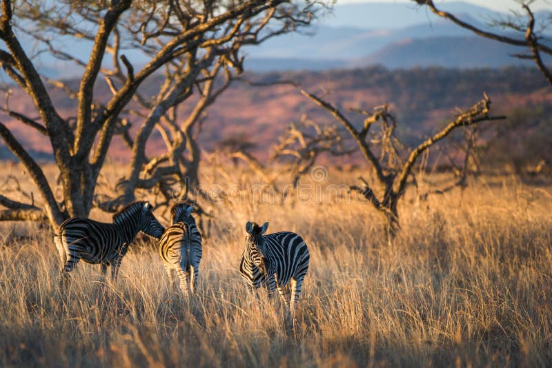 Zebra in Morning Light South Africa Stock Image - Image of animals ...
