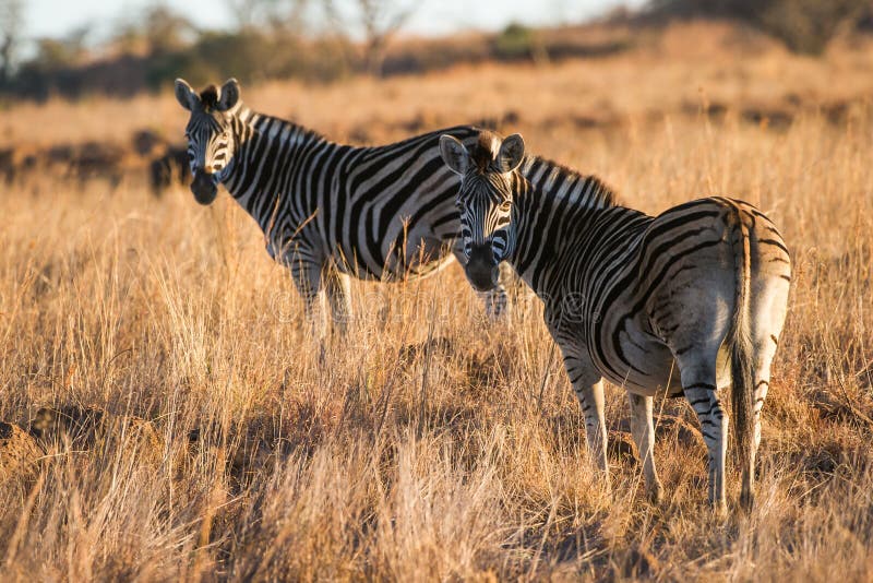 Zebra in Morning Light South Africa Stock Photo - Image of african ...