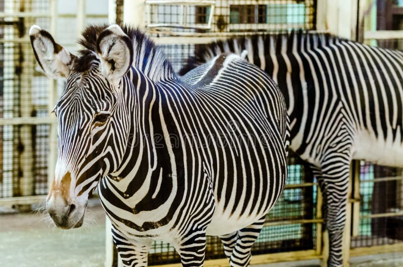 Zebra stock image. Image of body, mammal, sideview, full - 51891955