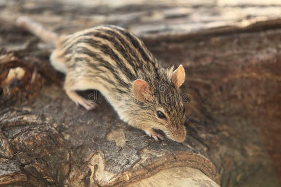 Zebra mouse stock photo. Image of animal, nature, murine - 28552944