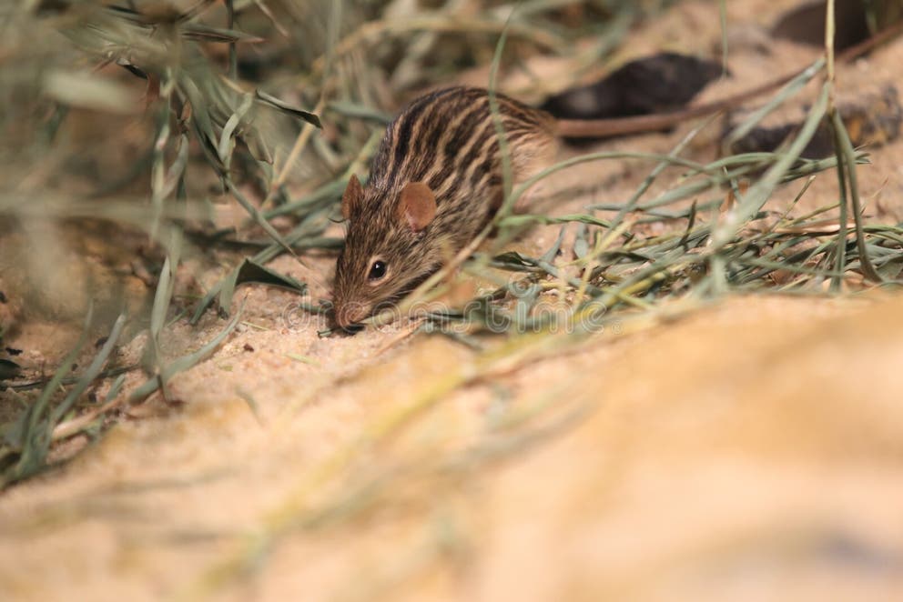 Zebra mouse stock image. Image of lemniscomys, barbarus - 109087383