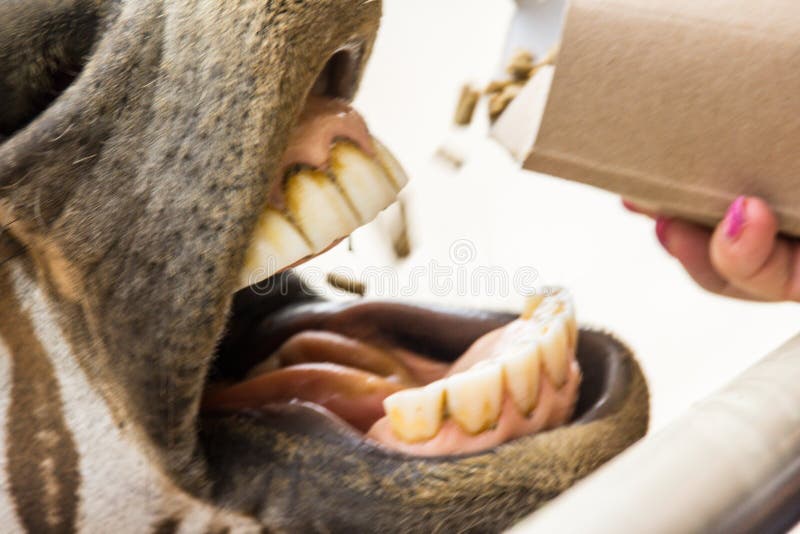 Zebra Mouth and Teeth Closeup Photograph Stock Image - Image of ...