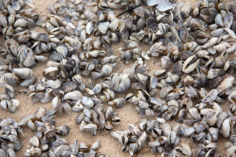 Invasive Zebra Mussels Pipe Stock Photos - Free & Royalty-Free Stock ...