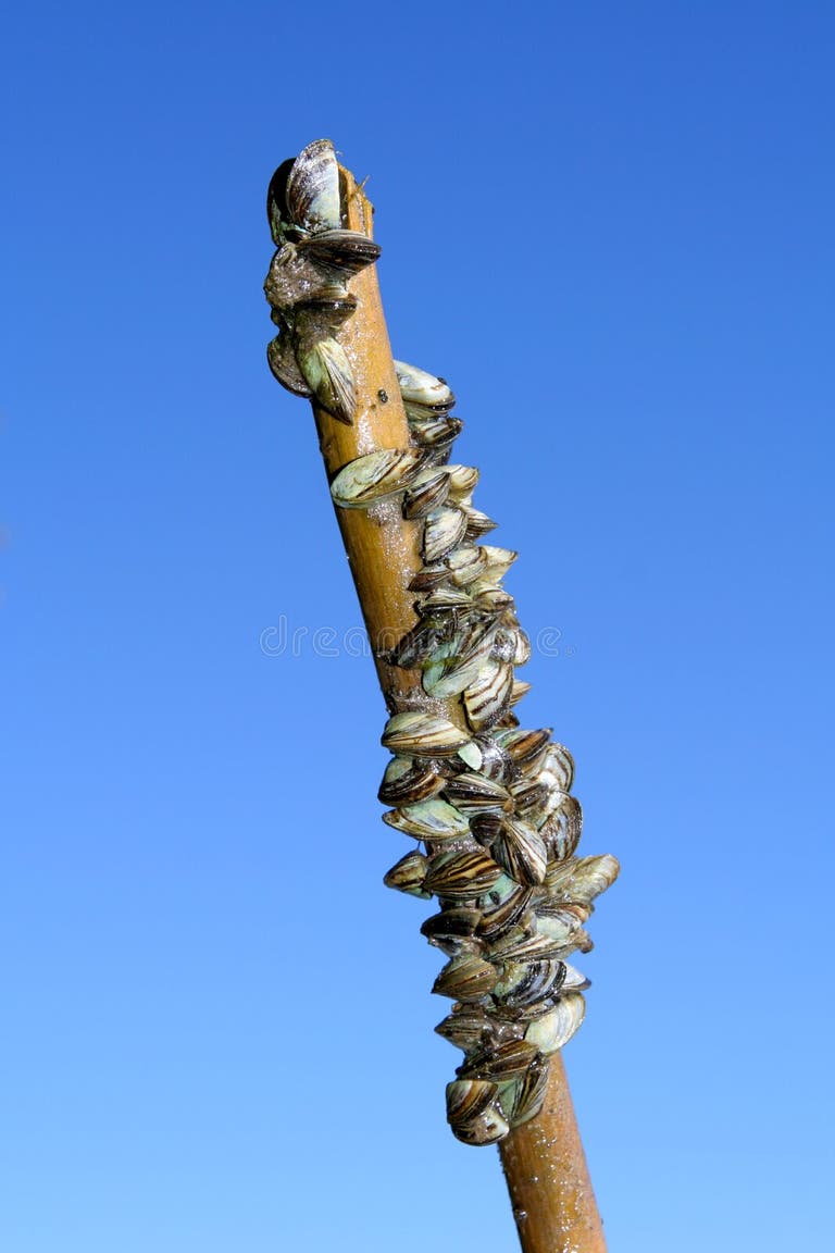 Invasive Zebra Mussels Pipe Stock Photos - Free & Royalty-Free Stock ...