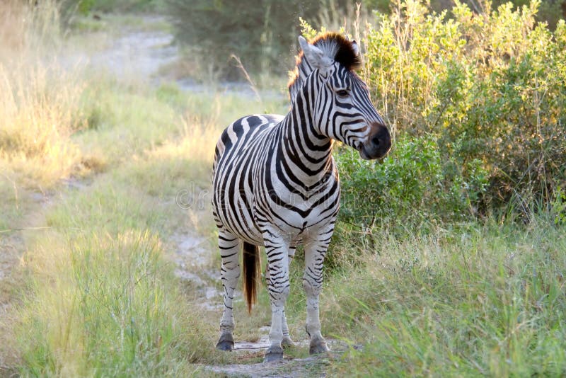 Filhote da zebra foto de stock. Imagem de zebra, vitela - 20835716