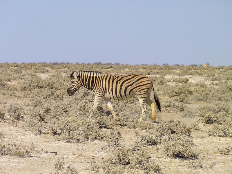 Zebra in Namibia stock image. Image of sand, safari, grass - 88818921