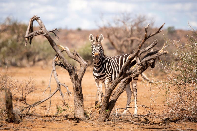 Zebra Near a Dry Tree in a Safari Stock Photo - Image of animals ...