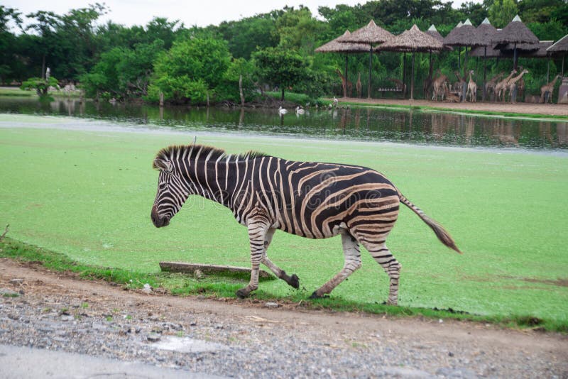 The zebra near the pond stock image. Image of natural - 154852299