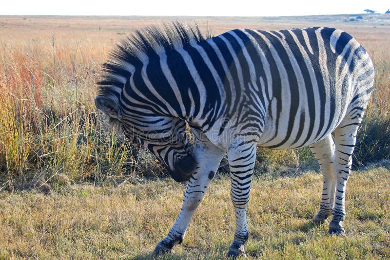 Zebra neck and mane stock image. Image of mane, black - 40036761