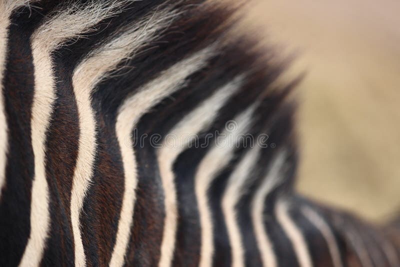 Zebra neck and mane stock image. Image of mane, black - 40036761