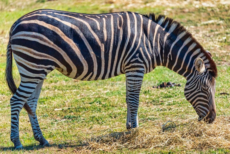 Zebra No Werribee Open Range Zoo Melbourne Imagem de Stock - Imagem de ...