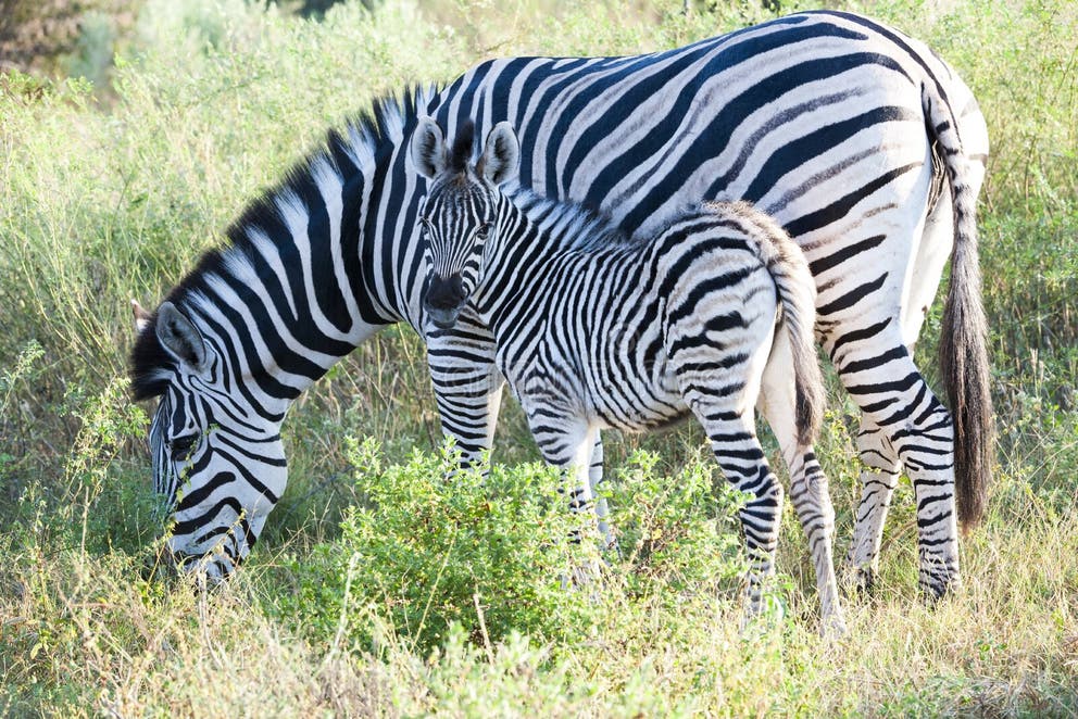 Zebra nova com mum imagem de stock. Imagem de amar, junto - 23784567