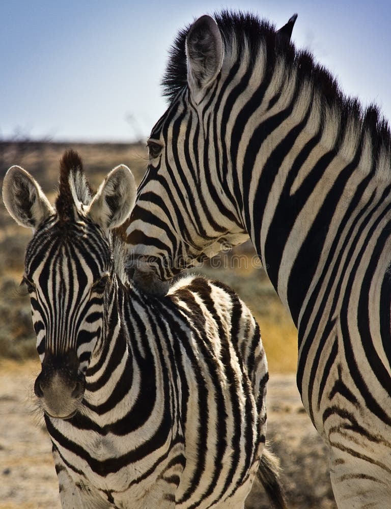 713 Zebra Nose Stock Photos - Free & Royalty-Free Stock Photos from ...