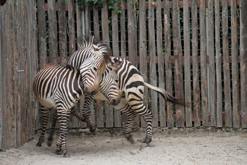 Zebra Offspring in a German Zoo Stock Image - Image of steppe, horse ...