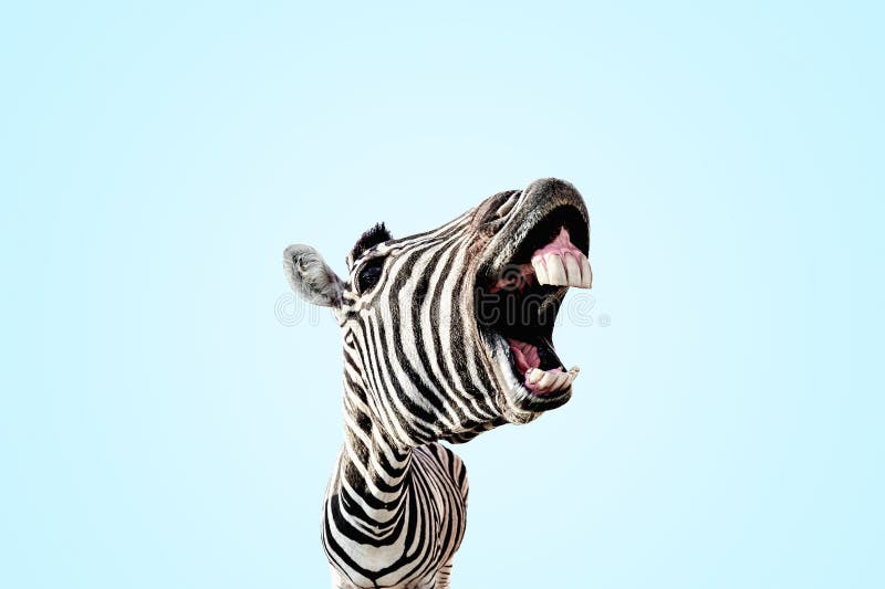 Zebra with open mouth stock photo. Image of natural - 178045140