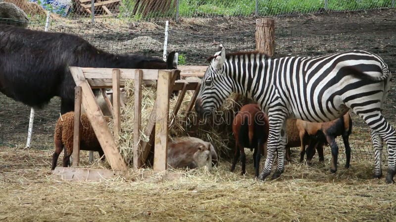 Zebra and Other Exotic Animals Eating Together from Feeder at Zoo Stock ...