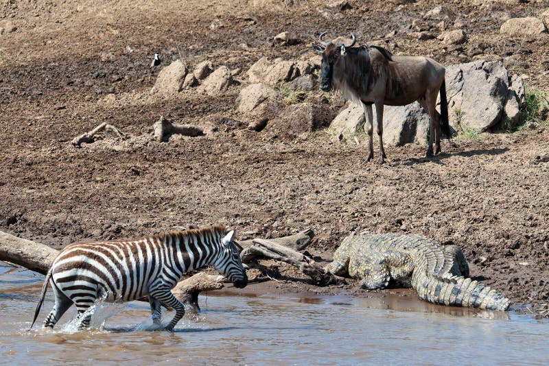 Mara River Crossing stock photo. Image of masai, kenya - 1160880