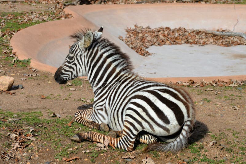 Zebra Sitting Grass Stock Photos - Download 215 Royalty Free Photos
