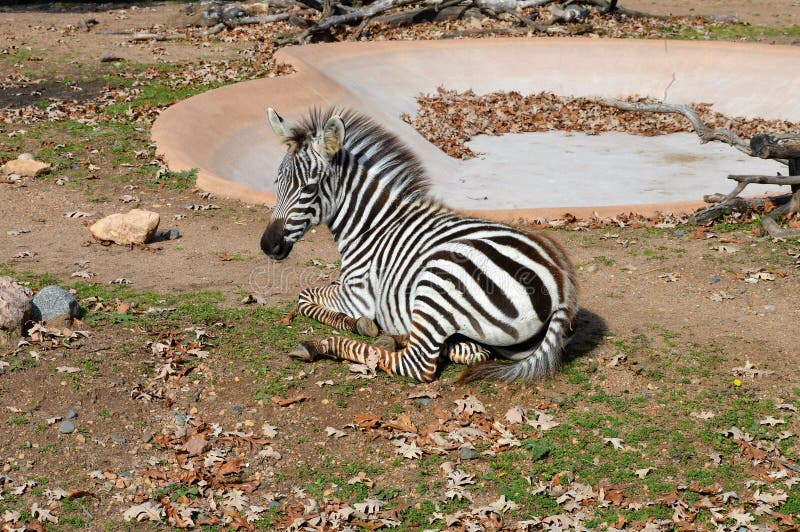 Zebra stock image. Image of adorable, curious, expression - 80456533
