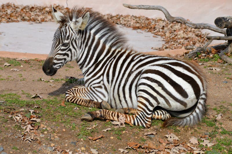 Zebra Sitting Grass Stock Photos - Download 215 Royalty Free Photos