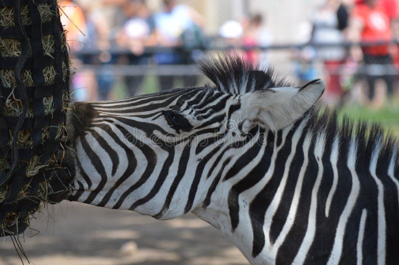 A zebra in the outdoors stock image. Image of profile - 118643625