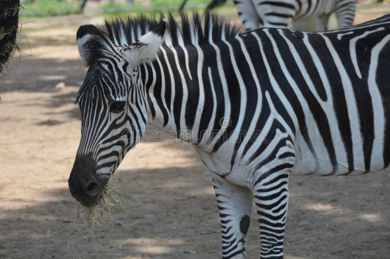 A zebra in the outdoors stock image. Image of close - 118643683