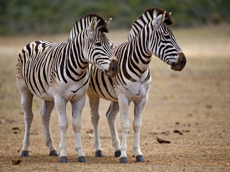 Zebra Pair stock image. Image of park, strong, south, couple - 7331775