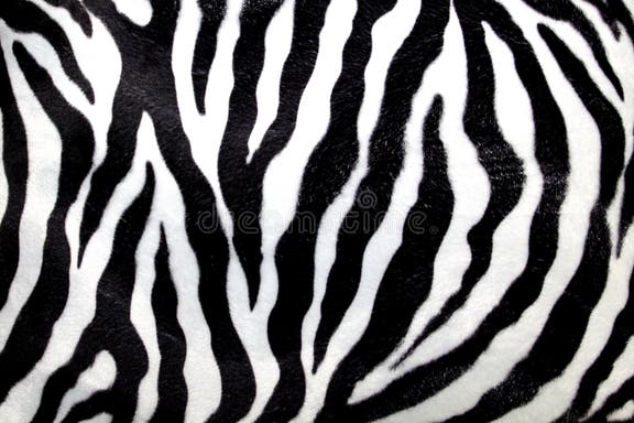 Zebra pattern stock photo. Image of demonstration, decoration - 16025708