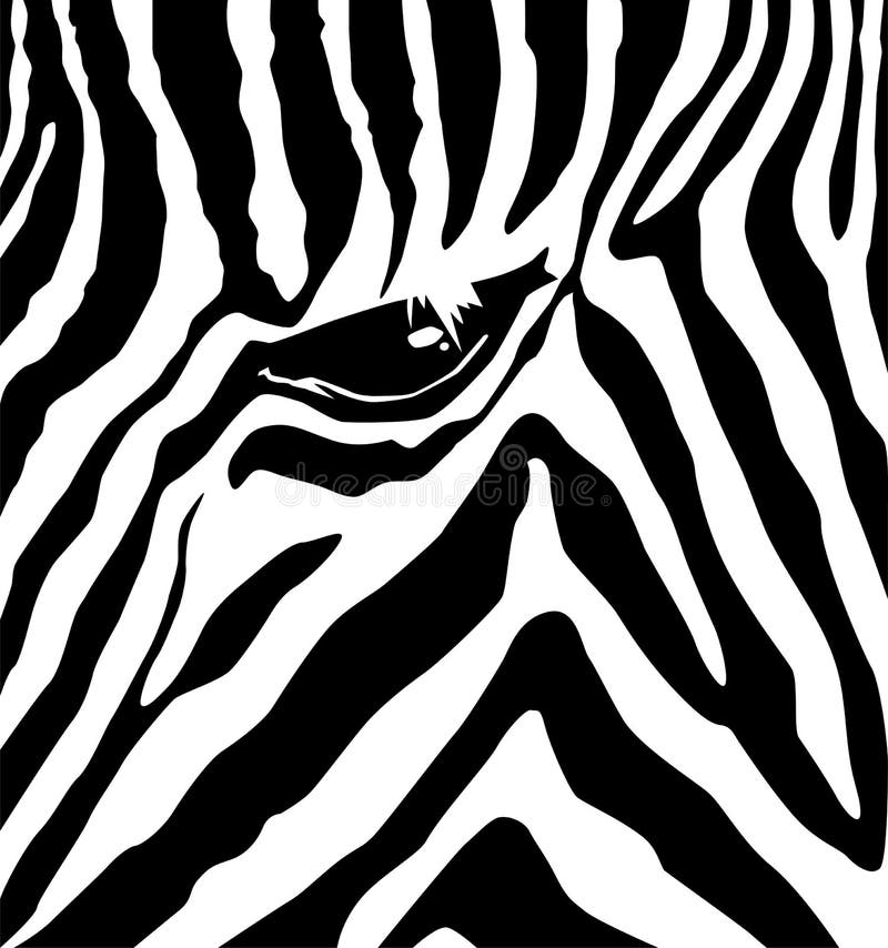 Zebra pattern stock vector. Illustration of ornament - 29482116