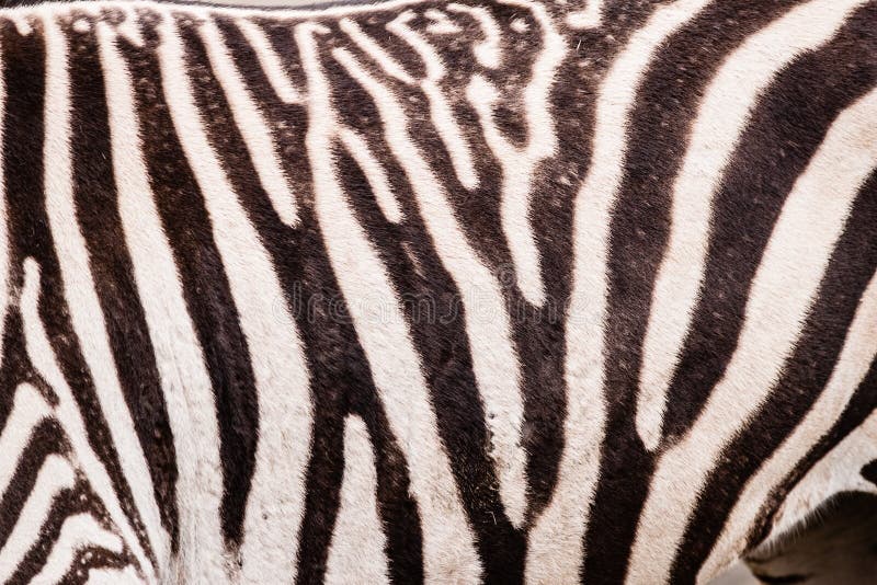 Zebra pattern stock image. Image of mammal, abstract - 38165983