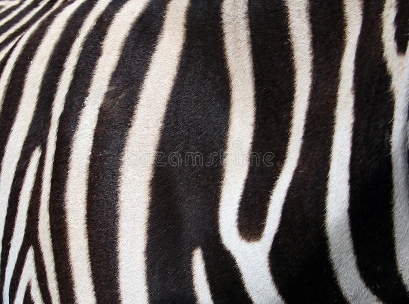 Zebra Strip. Zebra Stripes Pattern Texture Stock Image - Image of ...