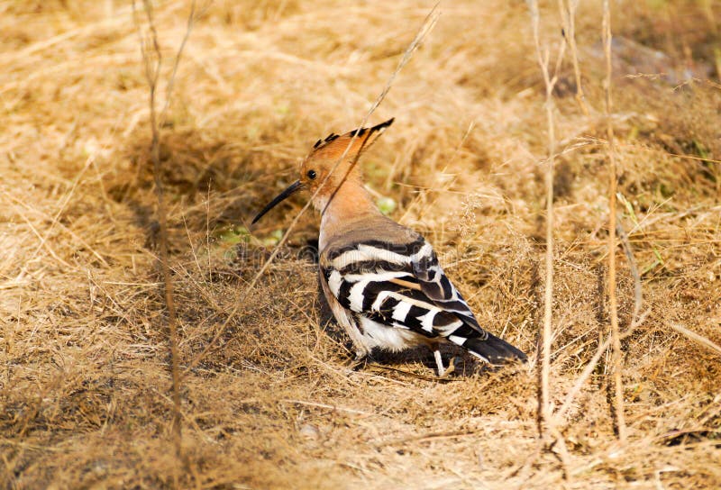 Zebra pattern bird stock photo. Image of small, wild - 149656748