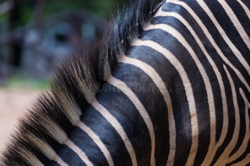Zebra pattern stock photo. Image of wildlife, striped - 95877374