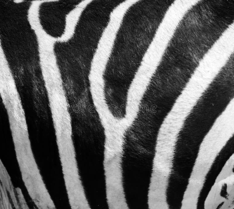 Zebra pattern stock photo. Image of abstract, hair, horse - 61152832