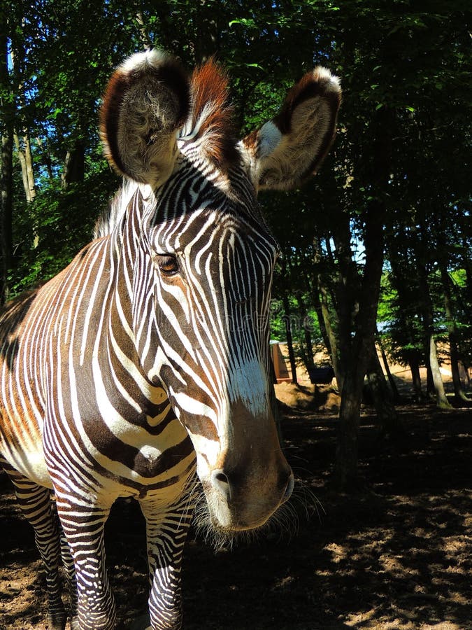 Zebra eye closeup stock image. Image of pattern, closeup - 93458885