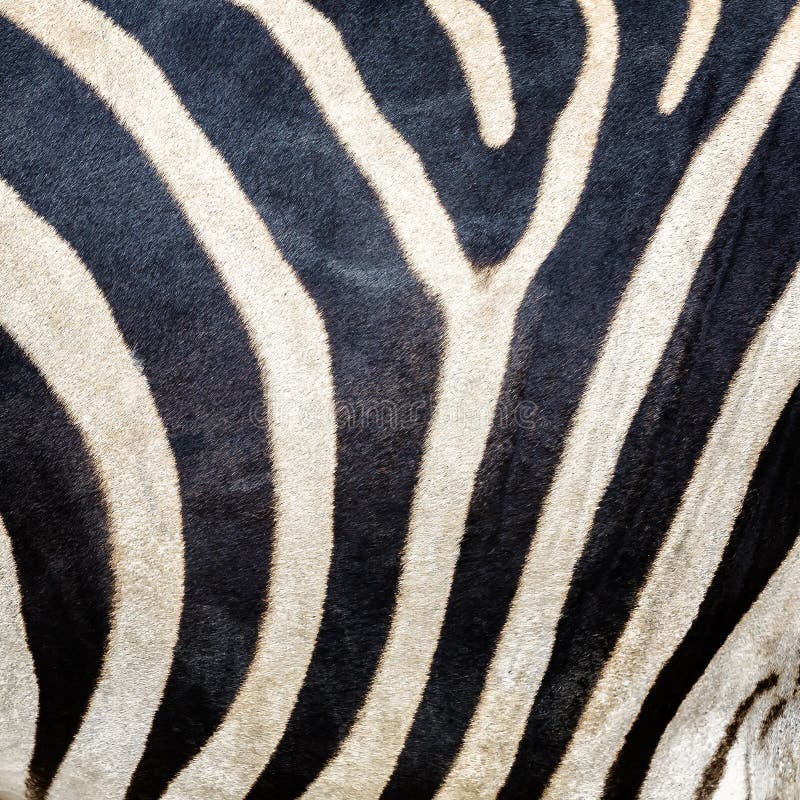Zebra pattern in old paint stock photo. Image of zebra - 20796714