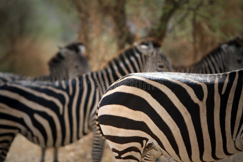 Zebra pattern stock photo. Image of africa, safari, african - 100657790