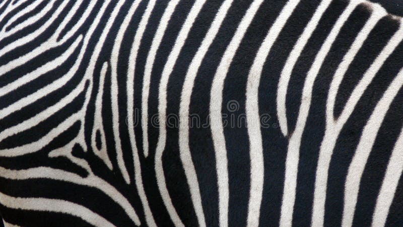 Zebra pattern stock photo. Image of natural, longest - 93803574