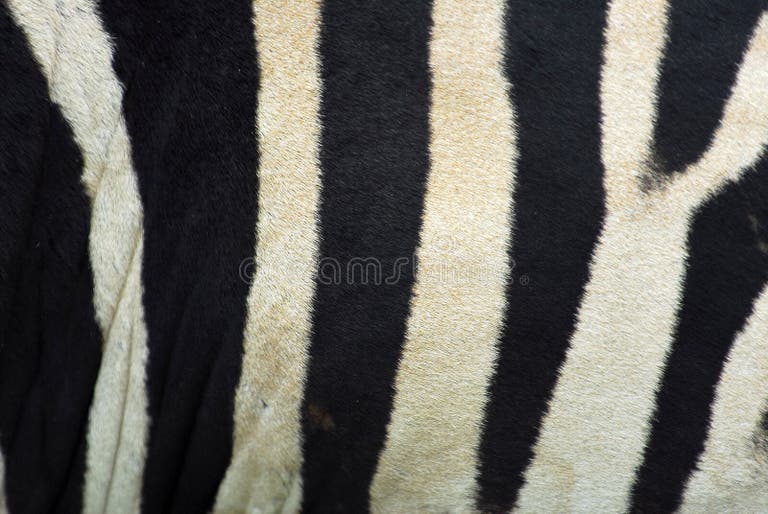 Zebra Patterns stock photo. Image of africa, wild, wildlife - 13202834