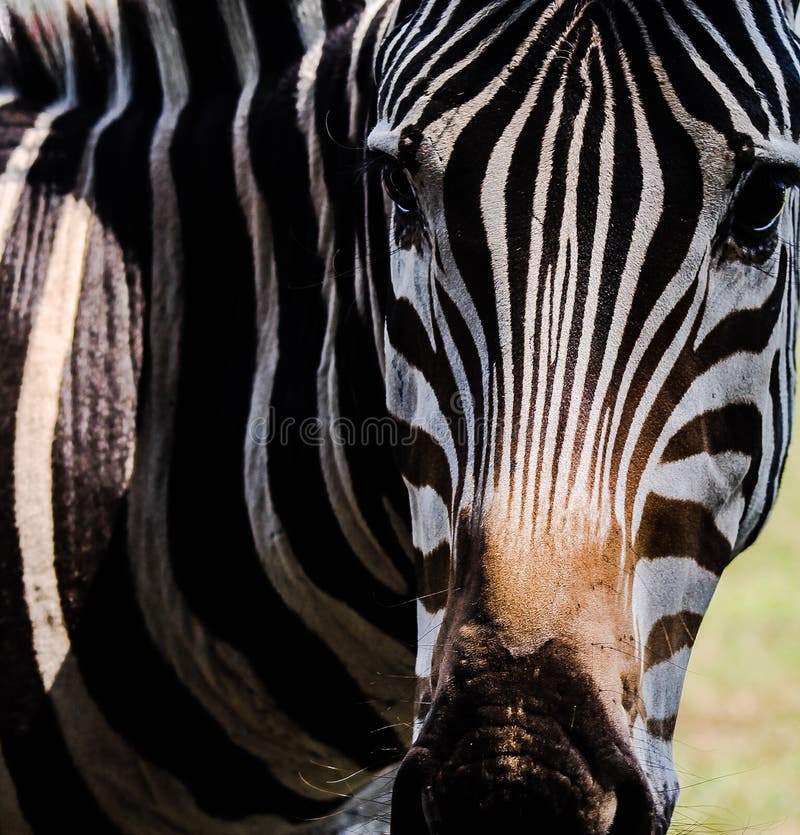 235 Zebra Facing Stock Photos - Free & Royalty-Free Stock Photos from ...