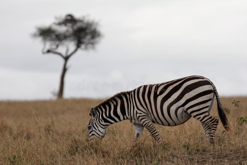 Zebra and Tree stock photo. Image of february, zebra - 111207938