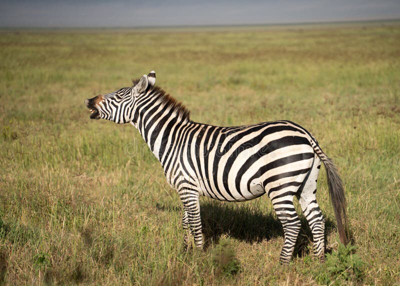 Zebra on the Plains Scenting the Air Stock Image - Image of tanzania ...