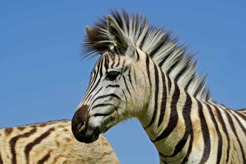 Zebra: Plains Zebra Portrait, South Africa Stock Photo - Image of neck ...